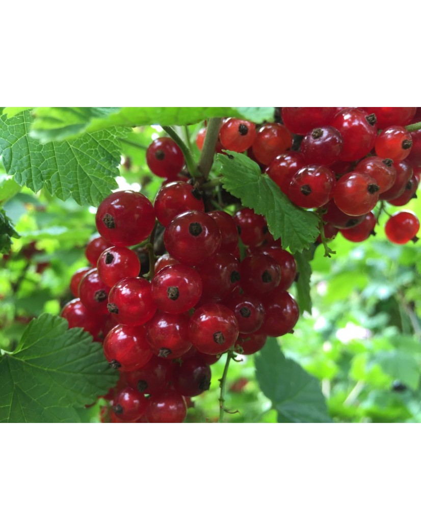 Rode aalbes Red Lake - Ribes rubrum Red Lake