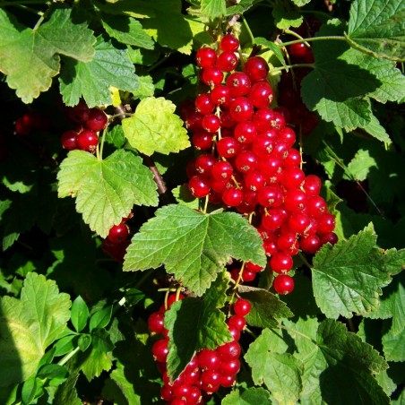 Redcurrant Rovada - Ribes rubrum Rovada
