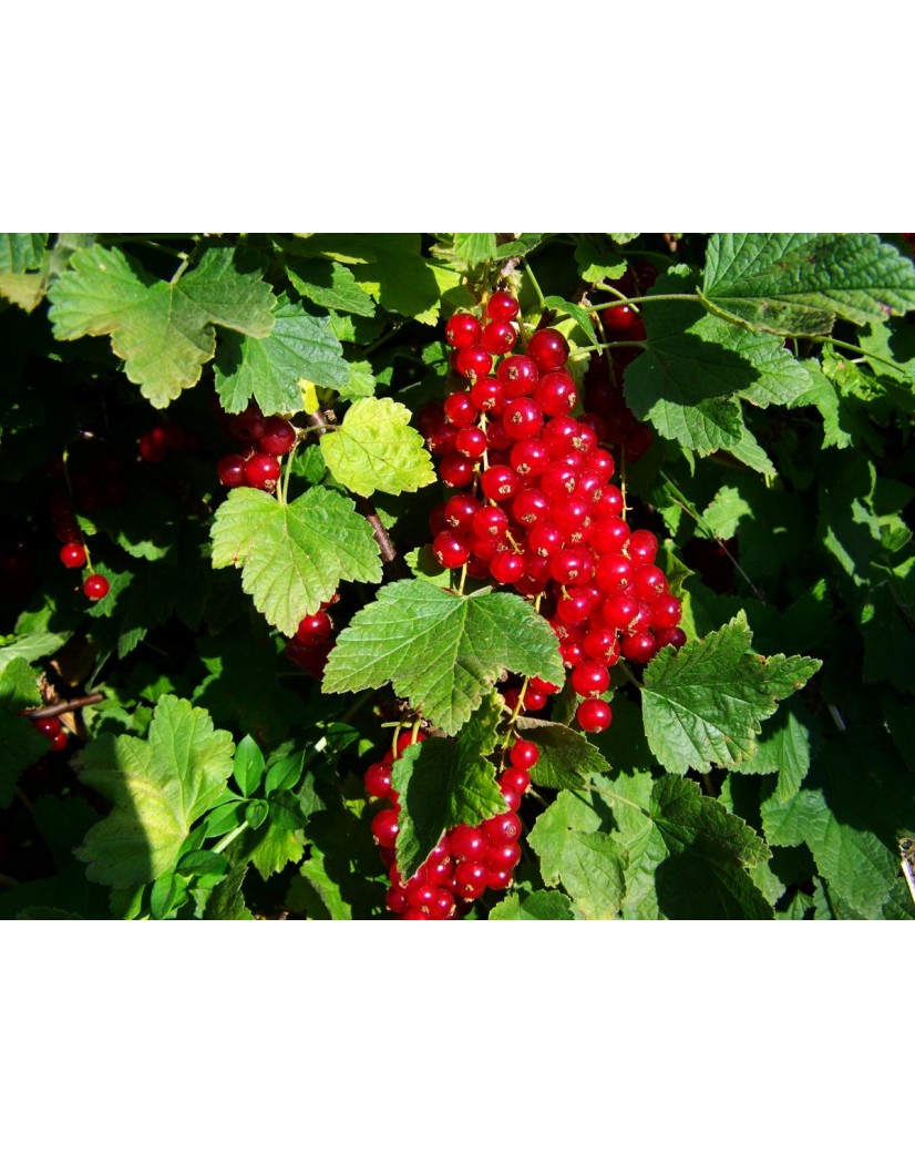 Rode aalbes Rovada - Ribes rubrum Rovada
