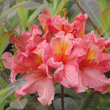 Chinese Azalea Berryrose - Azalea Knap-Hill Berryrose