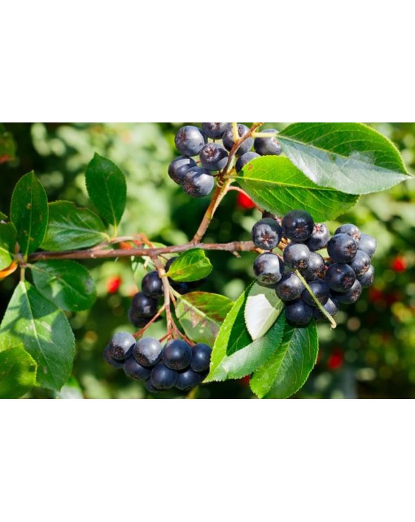 Aronie pourpre à gros fruits Nero - Aronia prunifolia Nero