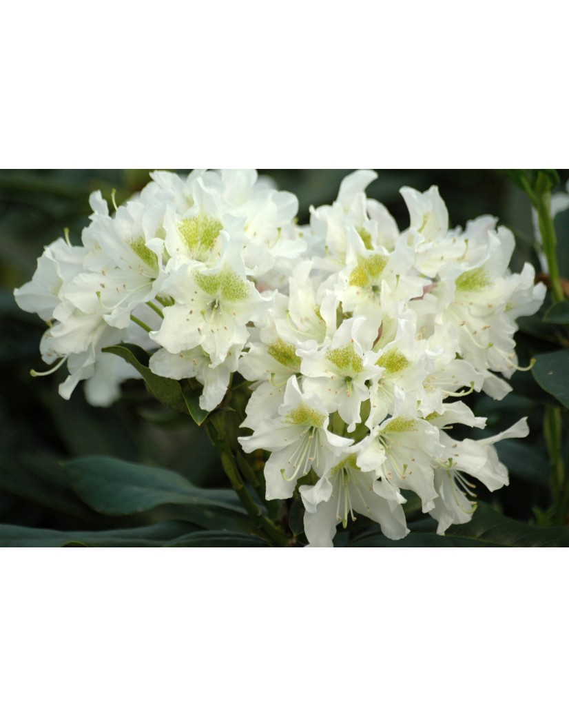 Azaleas & Rhododendrons