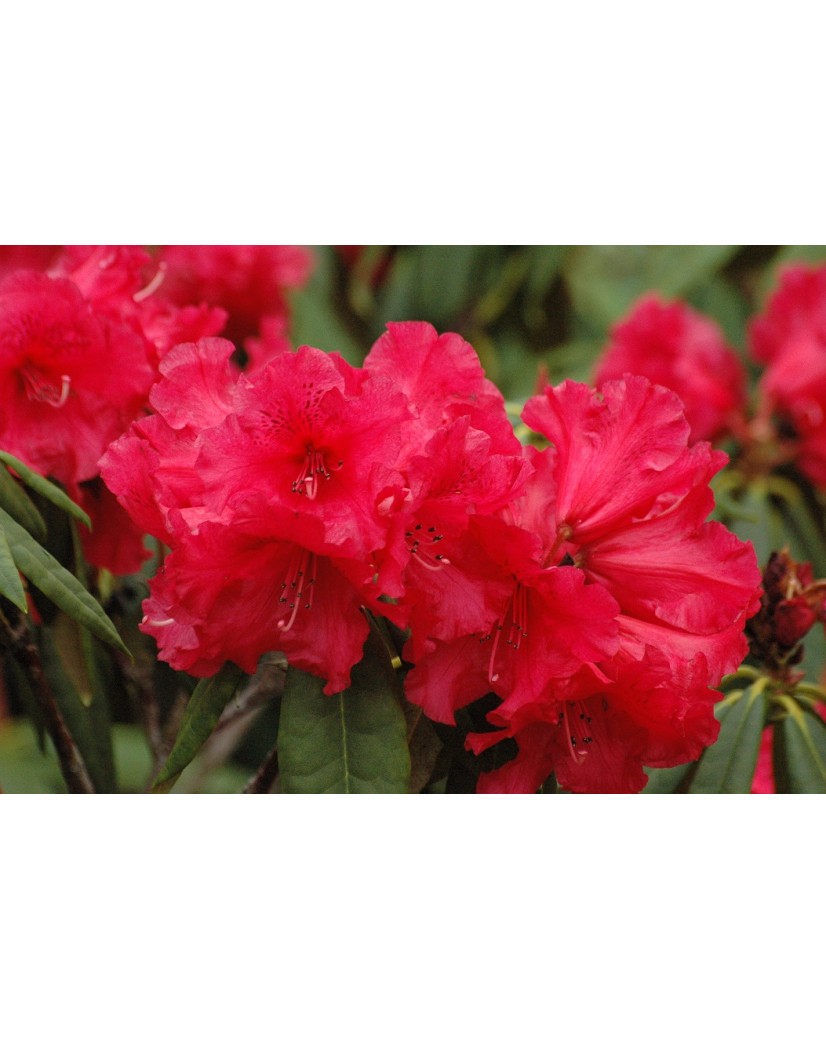 Rhododendron Taurus - Rhododendron hybride Taurus