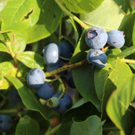Blueberry Elliott - Vaccinium corymbosum Elliott