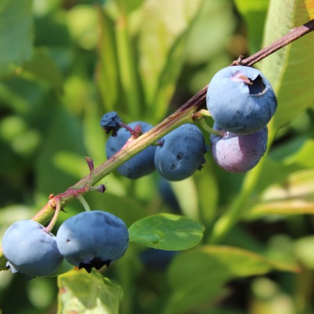 Amerikaanse Blauwe bes Spartan - Vaccinium corymbosum Spartan