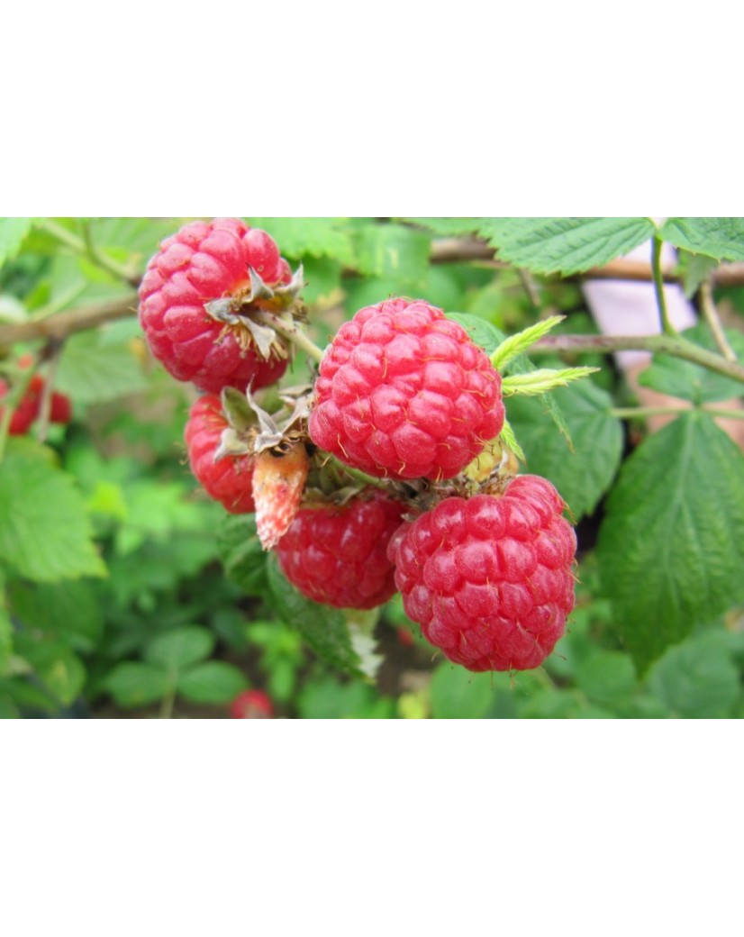 Raspberry Heritage - double cropping variety - Rubus Ideaus Héritage