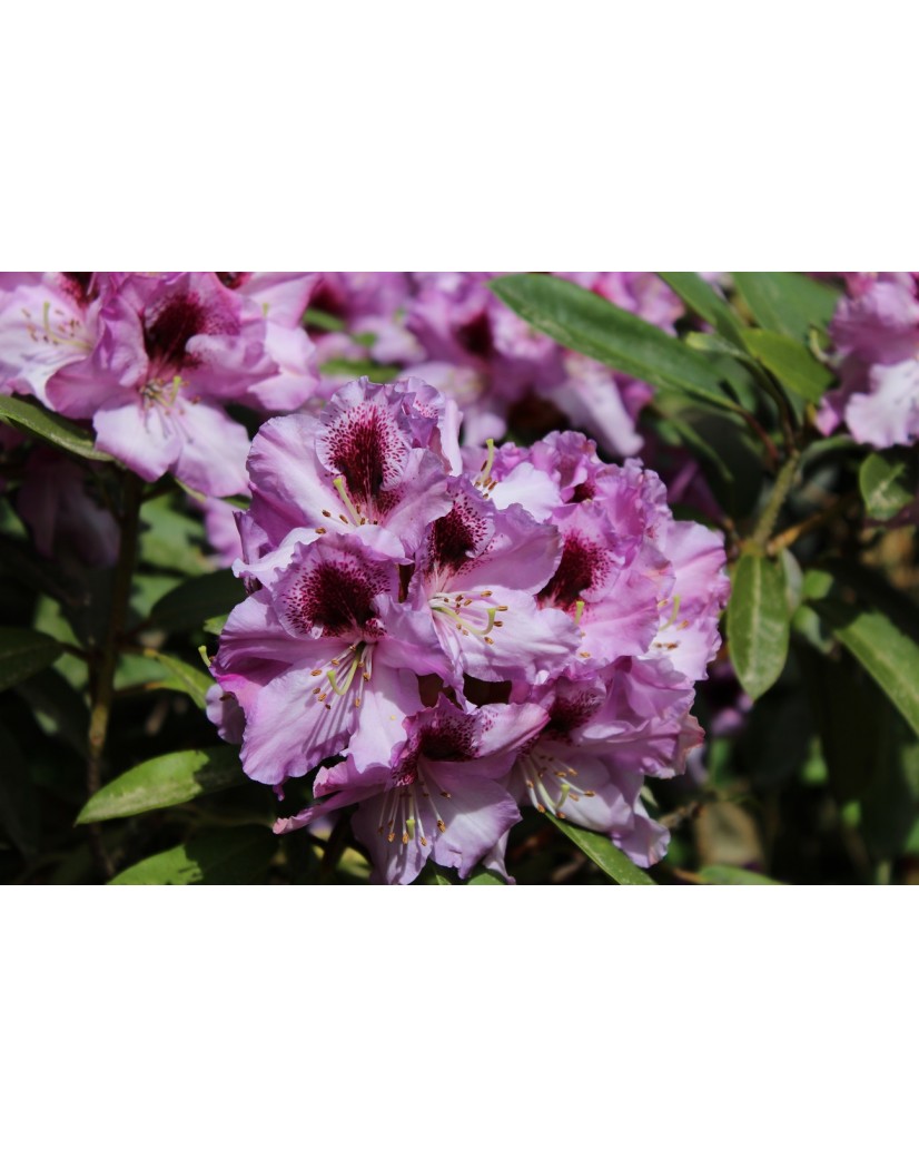 Rhododendron hybride Blue Peter - Rhododendron Blue Peter