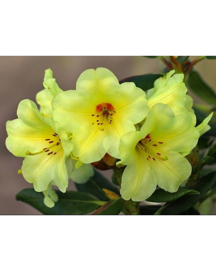 Rhododendron Gedser Gold - Rhododendron Hybride Gedser Gold