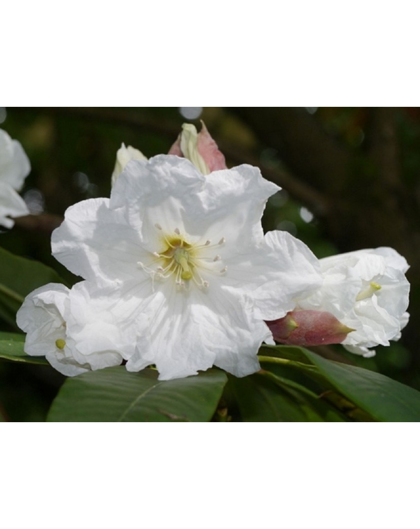 Rhododendron Polar Bear - Rhododendron hybride Polar Bear