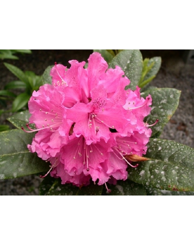 Pépinière en ligne - vente d'arbres et arbustes