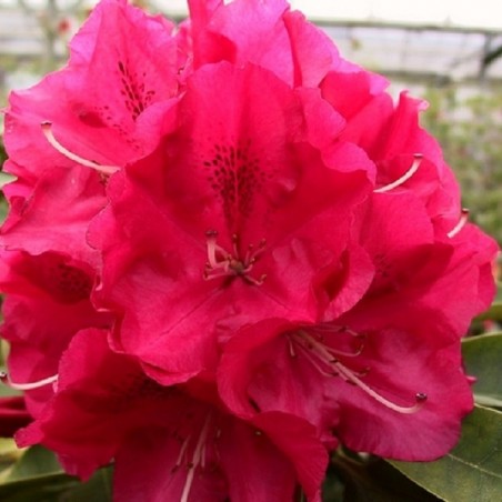 Rhododendron Wilgen's Ruby - Rhododendron hybride Wilgen's Ruby