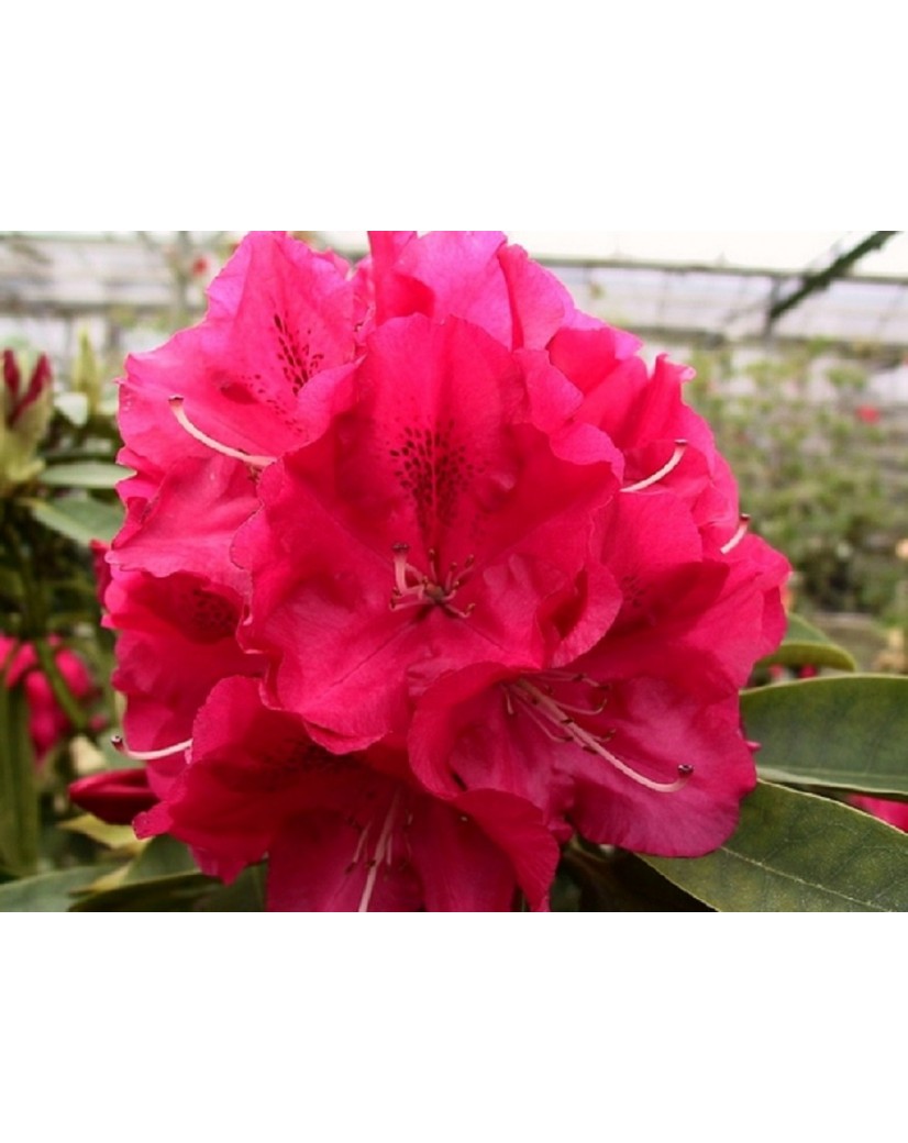 Rhododendron Wilgen's Ruby - Rhododendron hybride Wilgen's Ruby