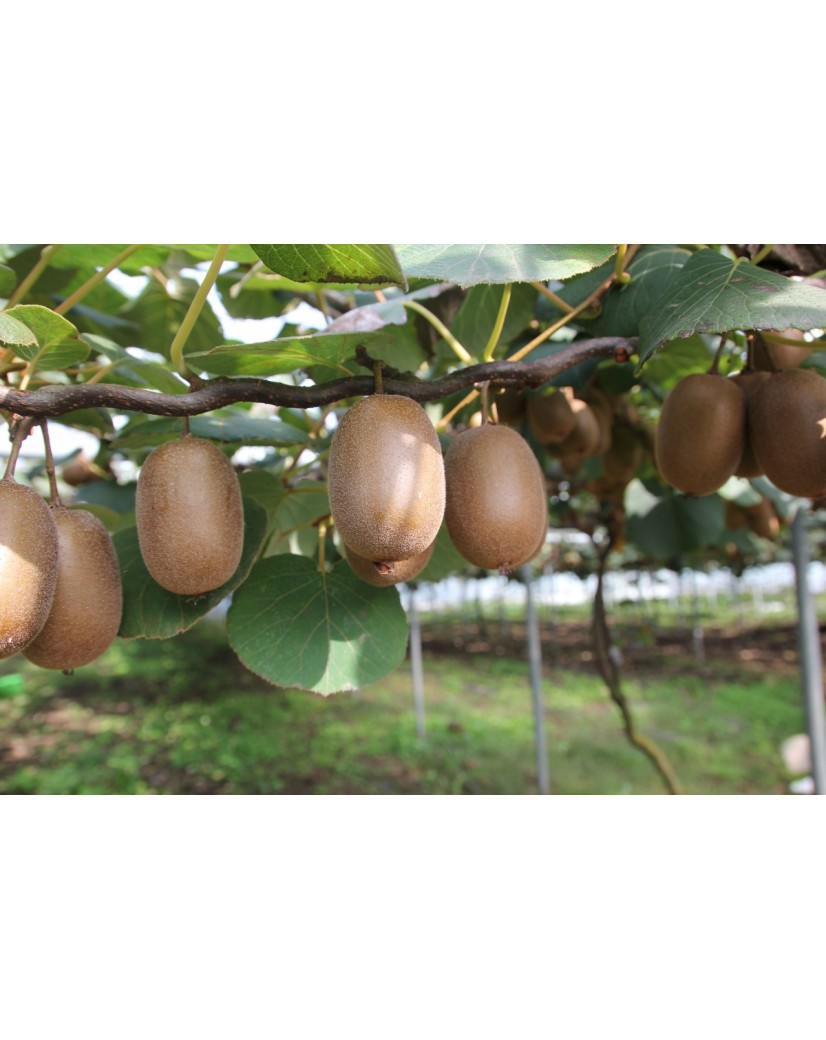 Kiwi Fruit female Hayward - Actinidia deliciosa Hayward