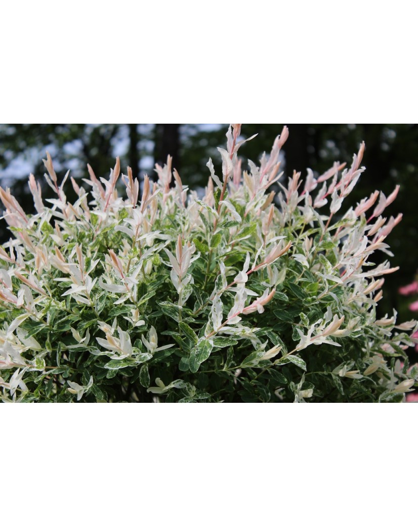 Harlekinweide - Salix integra Hakuro-nishiki