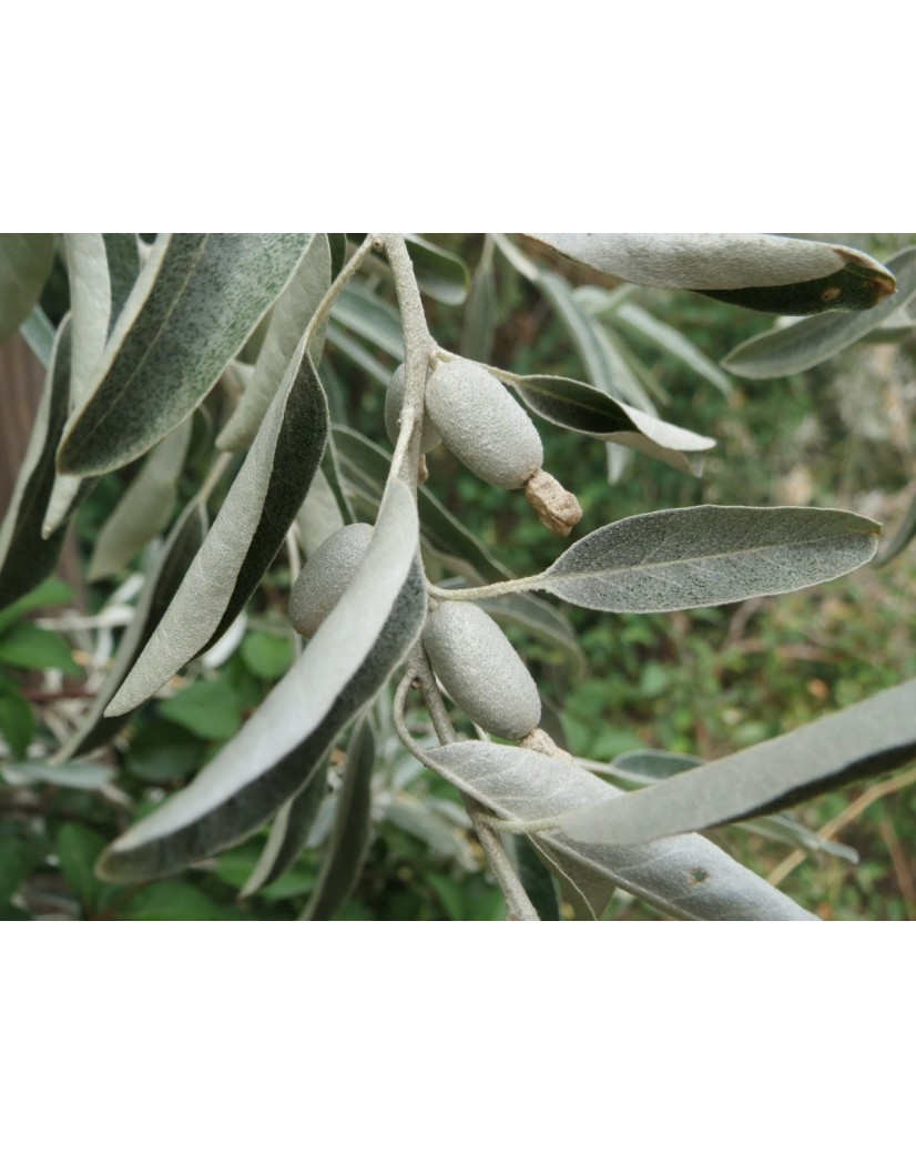 Russian-olive - Elaeagnus angustifolia