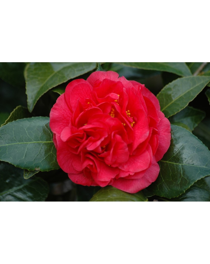 Online nursery - sale of trees and shrubs