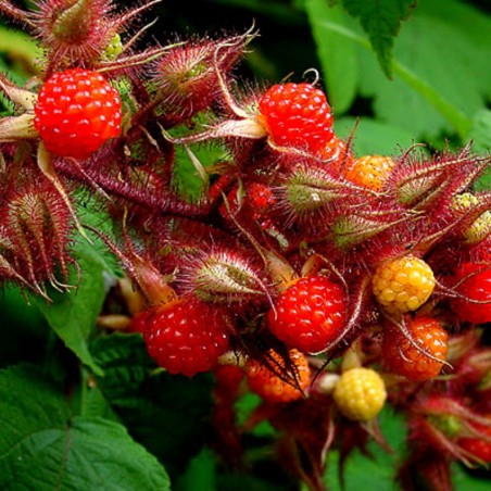 Japanese Wineberry - wine raspberry - Rubus phoenicolasius