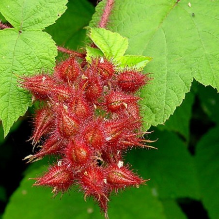 Japanse wijnbes - Rubus phoenicolasius