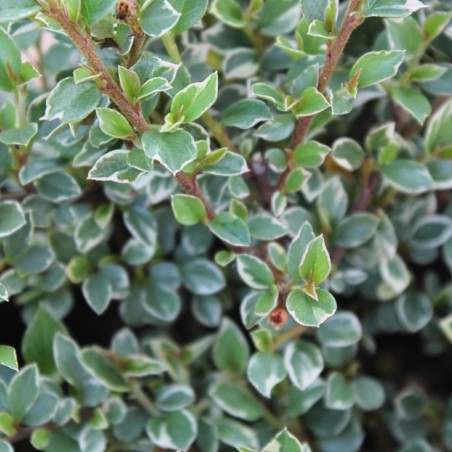 Variegated purple-flowered cotoneaster - Cotoneaster atropurpureus ...