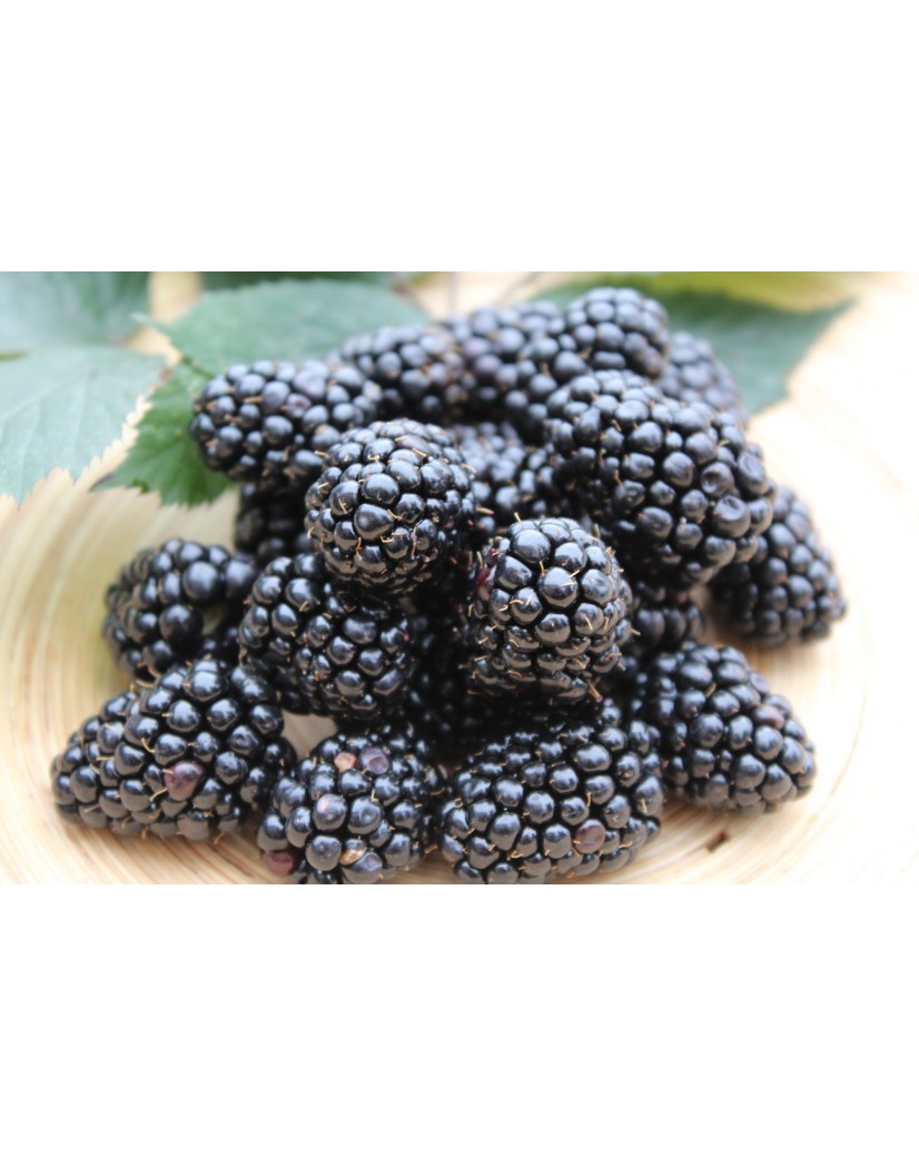 Doornloze braambes Triple Crown - Rubus fruticosus Triple Crown