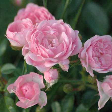 The Fairy Rose - Rosa The Fairy