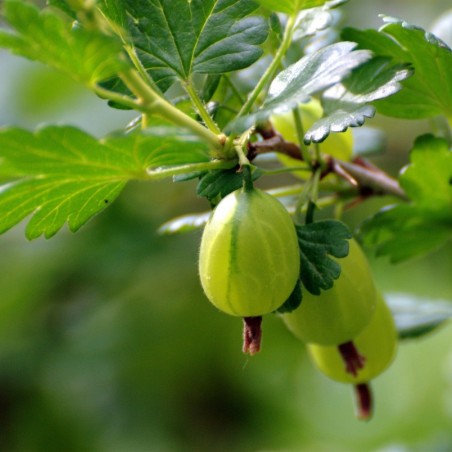 Invicta gooseberry - Ribes uva-crispa Invicta