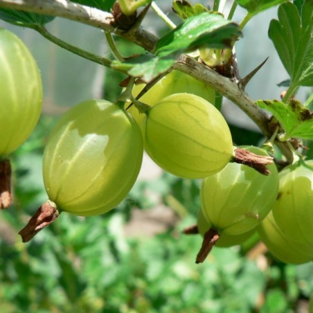 Invicta gooseberry - Ribes uva-crispa Invicta