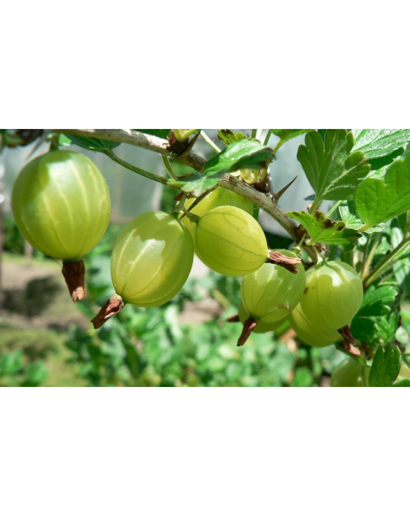 Stachelbeere Invicta - Ribes uva-crispa Invicta