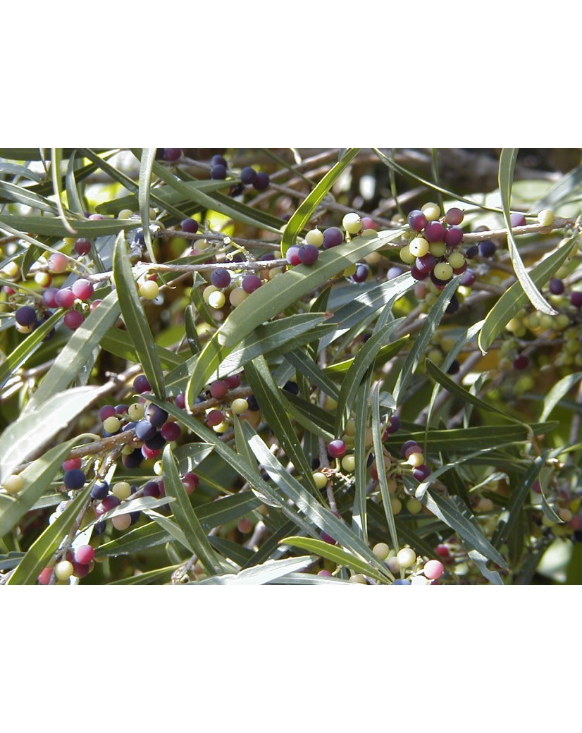 Narrow-leaved mock privet - Phillyrea angustifolia