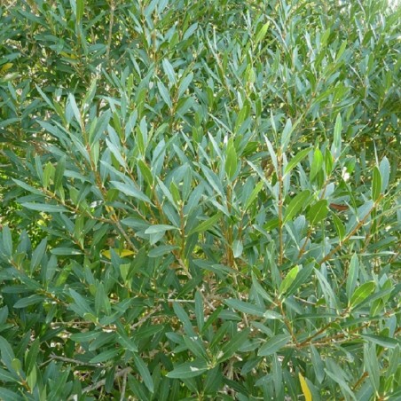 Narrow-leaved mock privet - Phillyrea angustifolia