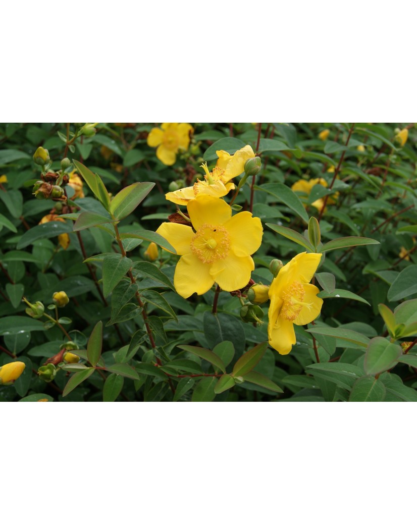 Grote planten in potten van 3 liter (2)