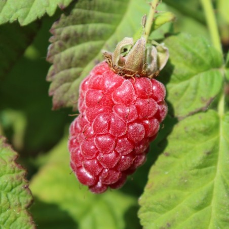 Loganberry - Rubus tayberry