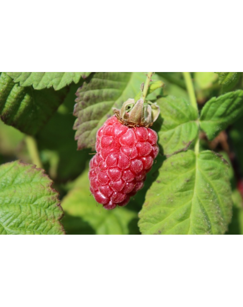 Loganberry - Rubus tayberry