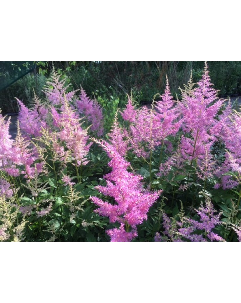 Spirea Astilbe Astary rose - Astilbe arendsii Astary rose