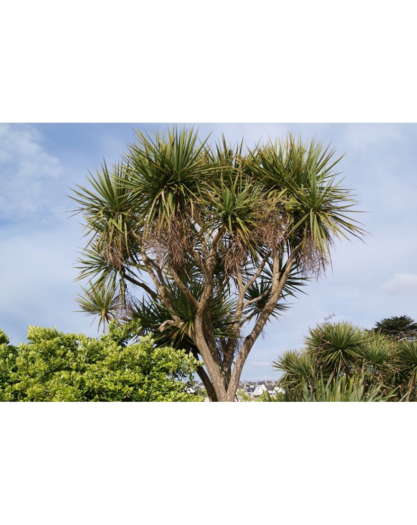 Cabbage tree - Cordyline australis