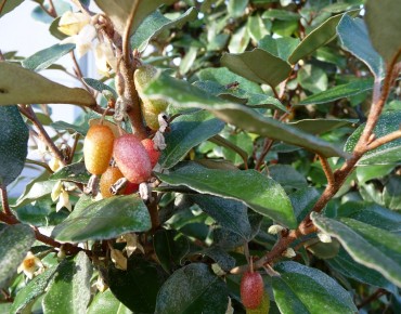 Pépinière en ligne - vente d'arbres et arbustes