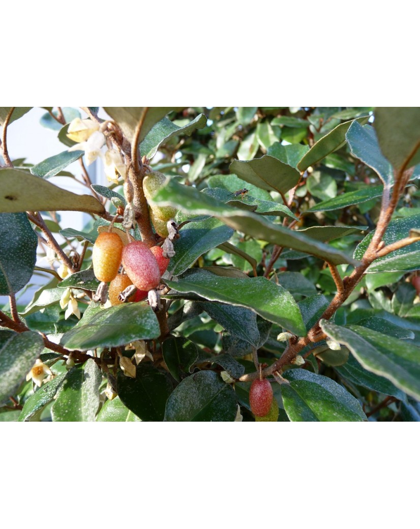 Chalef de Ebbing - Elaeagnus ebbingei