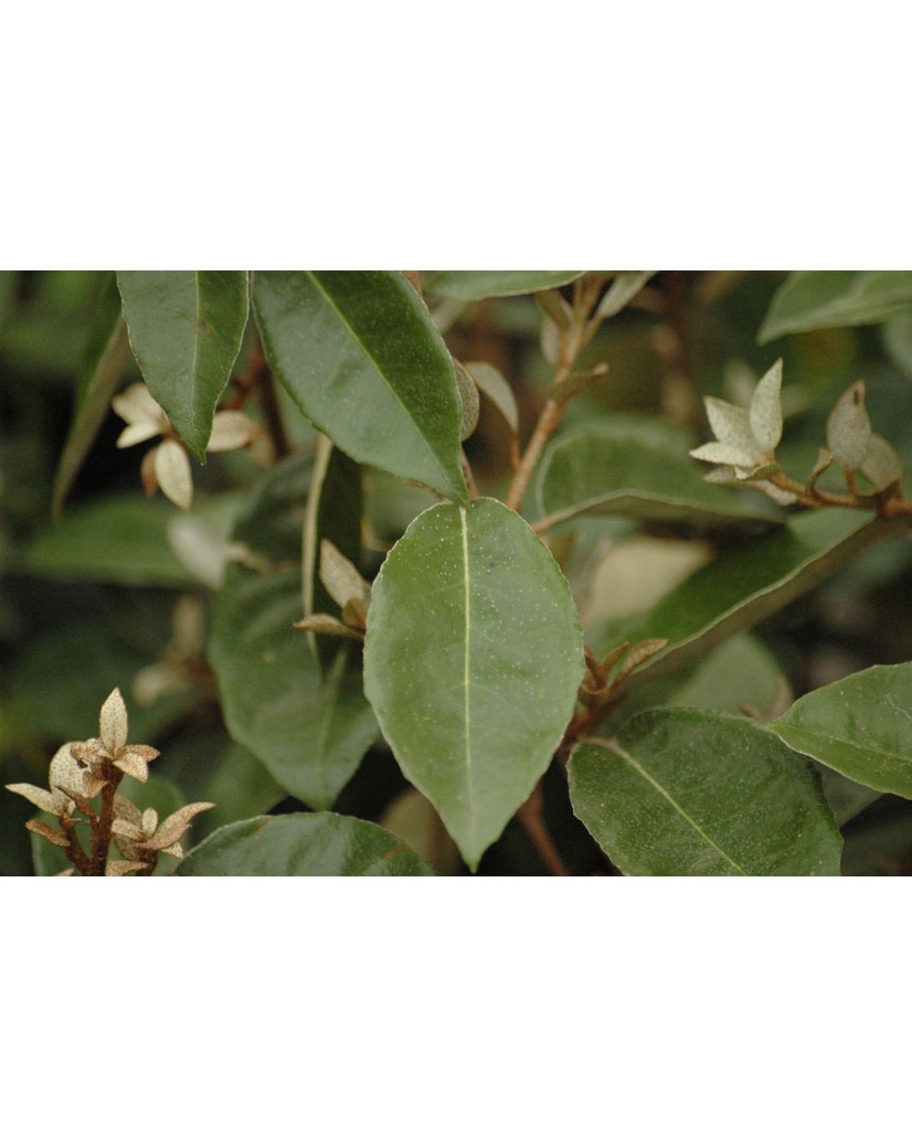 Variegated Abelia - Abelia Chinensis variegata