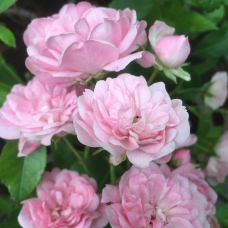 The Fairy Rose - Rosa The Fairy