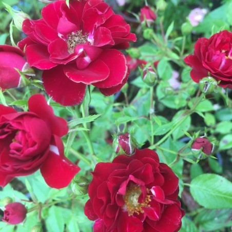 Bodembedekkende roos The Fairy rood - Rosa Rote The Fairy