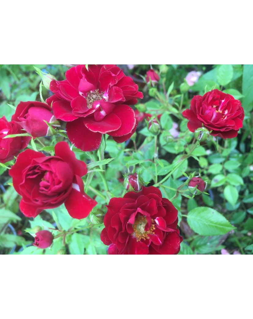 The Fairy Rose red - Rosa Rote The Fairy