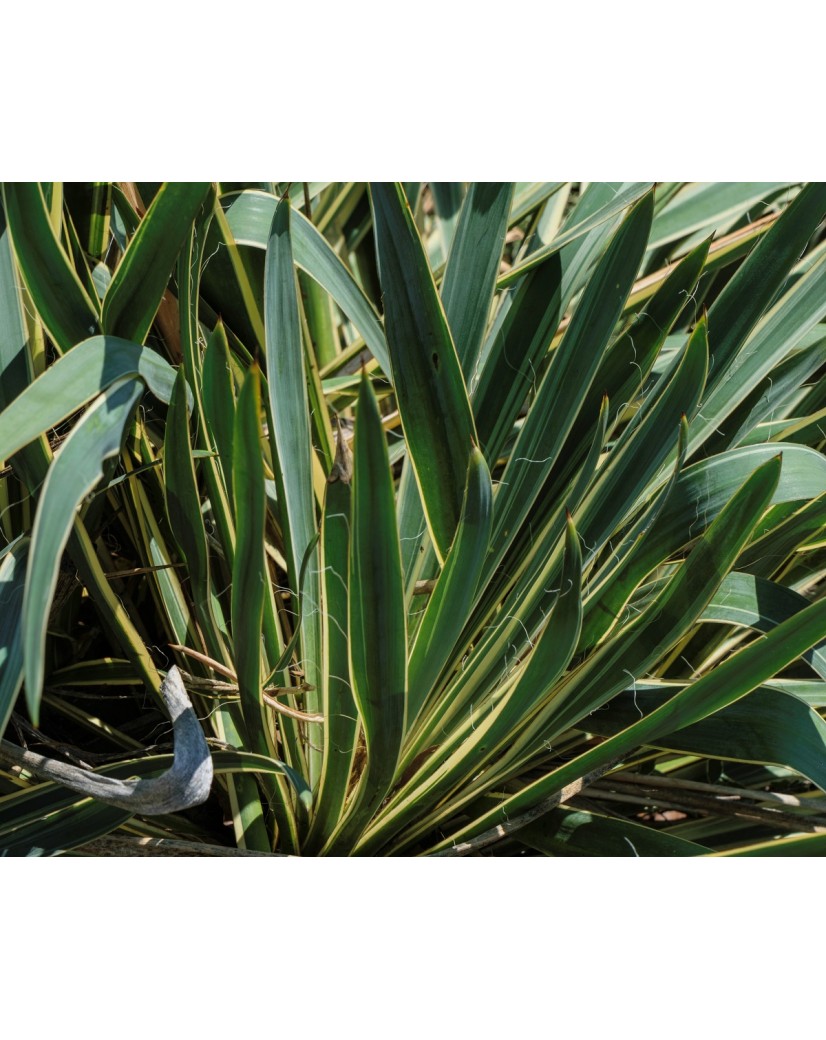 Yucca filamenteux Bright Edge - Yucca filamentosa Bright Edge