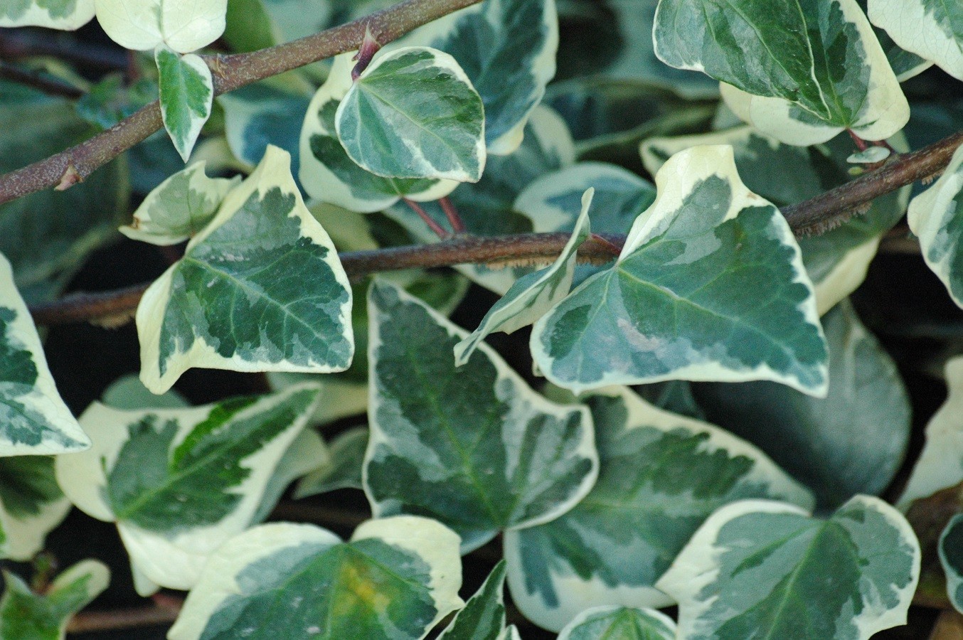 Kleinbladige klimop Sagittifolia - Hedera helix Sagittifolia