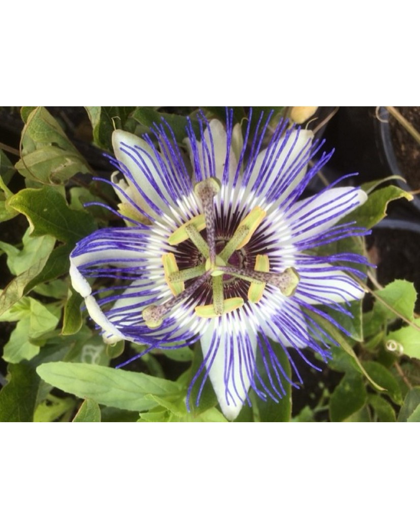 Passion Flower Purple Haze - Passiflora Purple Haze