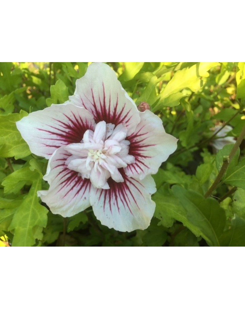 Rose mallow Starburst Chiffon - Hibiscus syriacus Starburst Chiffon
