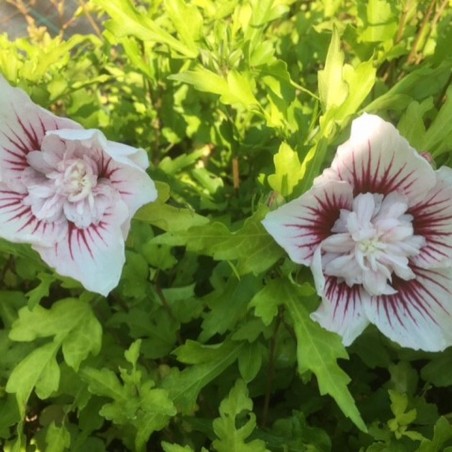 Hibiscus Starburst Chiffon - Hibiscus syriacus Starburst Chiffon