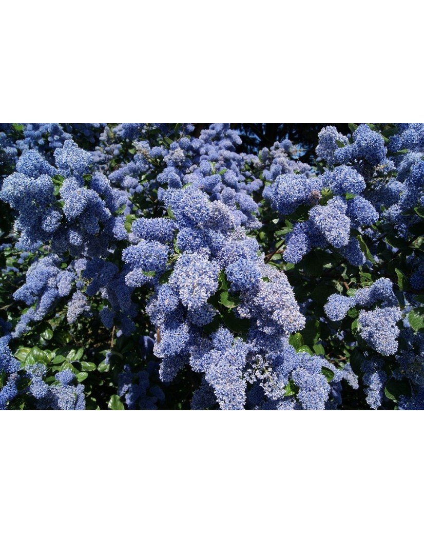 Californian lilac Yankee Point - Ceanothus griseus Yankee Point