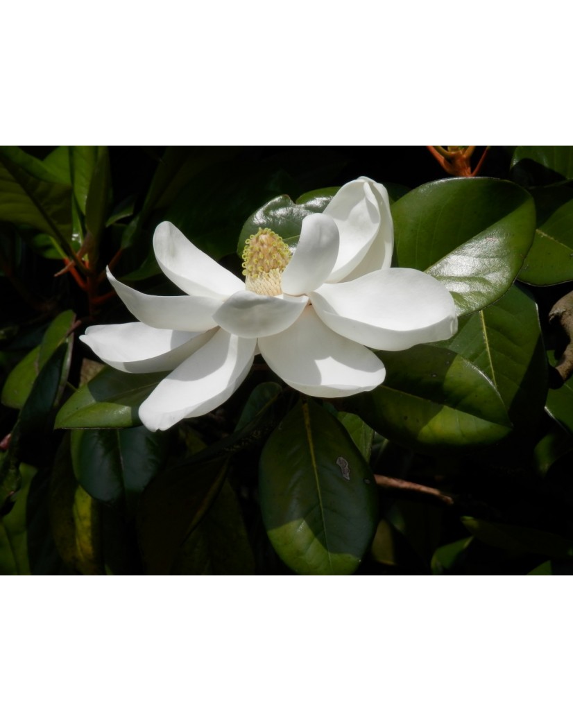 Evergreen Large-flowered magnolia - Magnolia Grandiflora