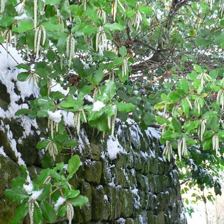 Silk Tassel Bush - Garrya thuretii