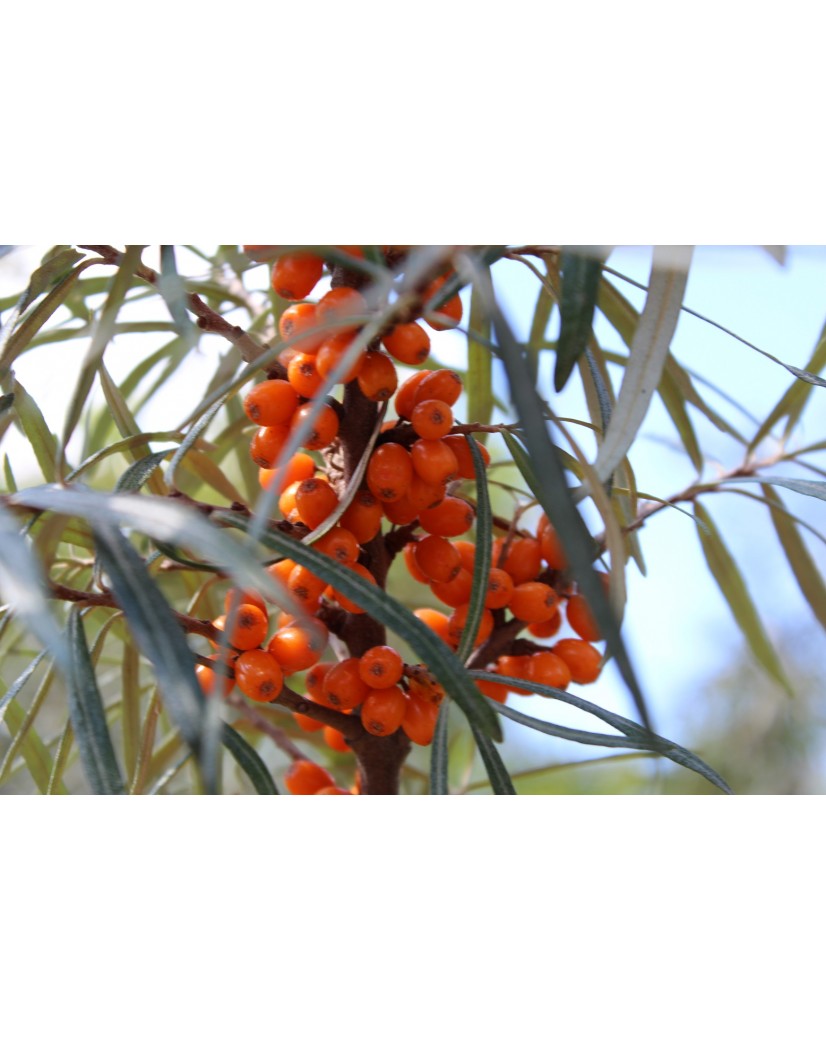 Red Leaf Peach Rubira - Prunus Persica Rubira